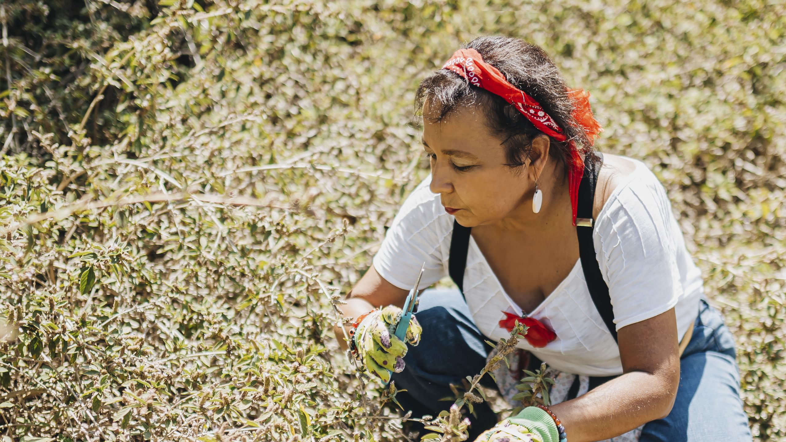 Cherry Ras - The creation of Aruba Tea Company